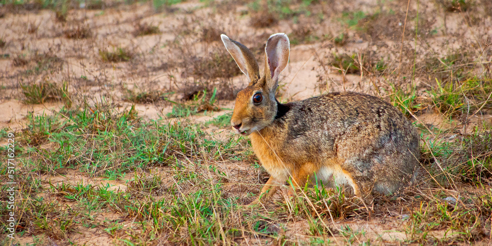 Black-naped Hare, Indian Hare, Lepus nigricollis, Wilpattu National ...