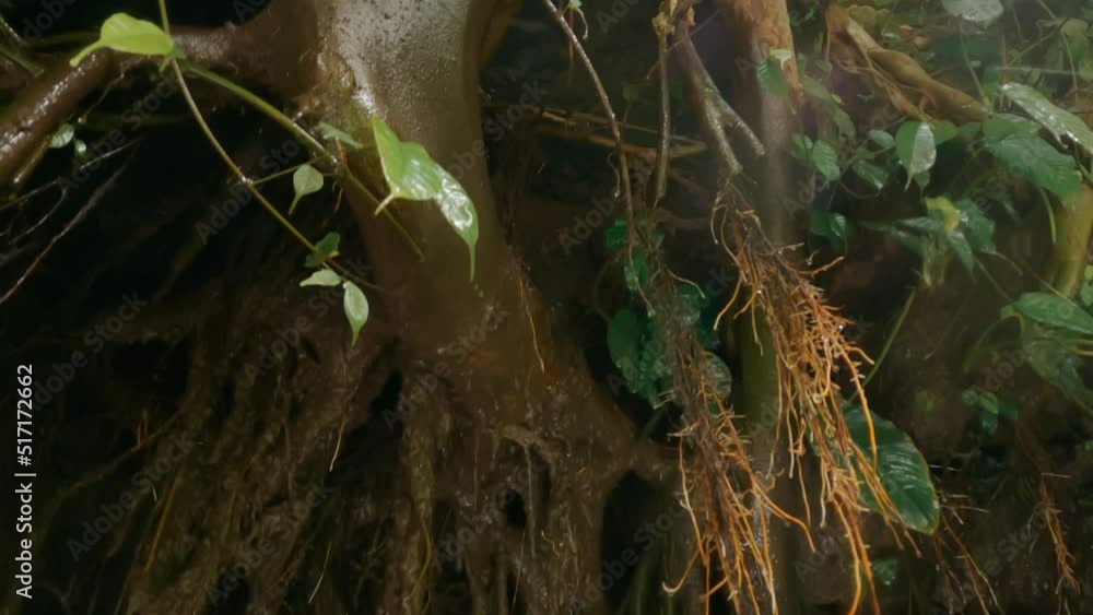 Video Stock Very beautiful big brown tree roots in clay and water drops ...