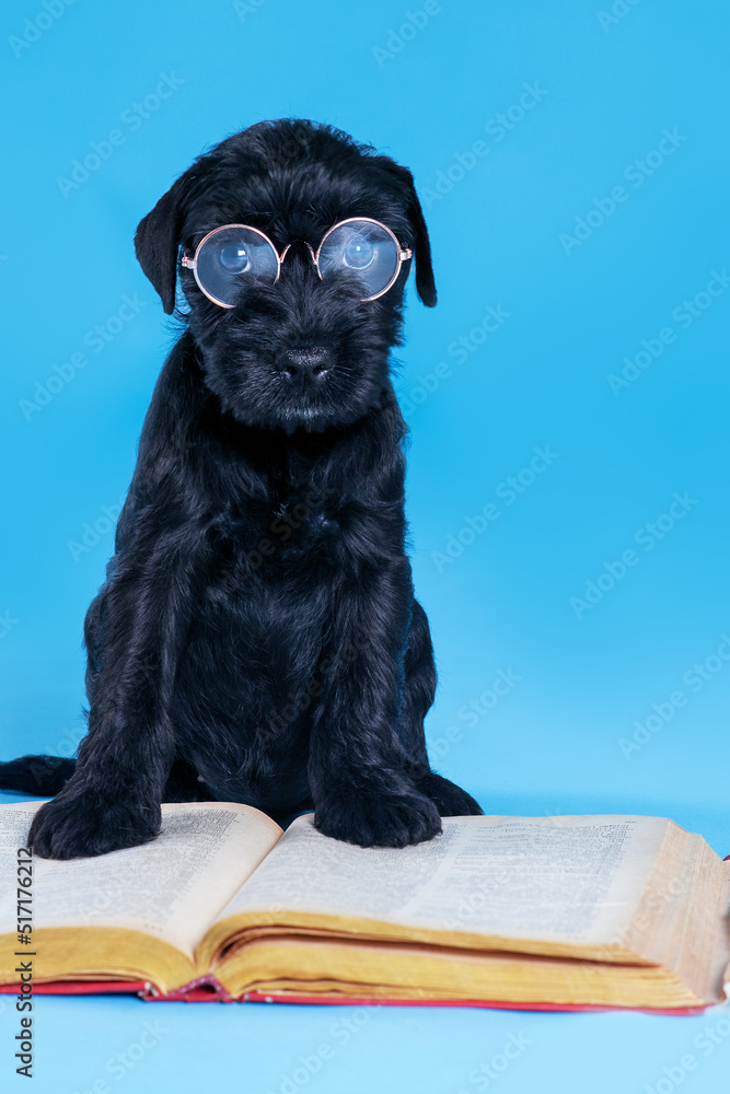 Cute little black Mittel Schnauzer breed puppy wearing eyeglasses sits ...