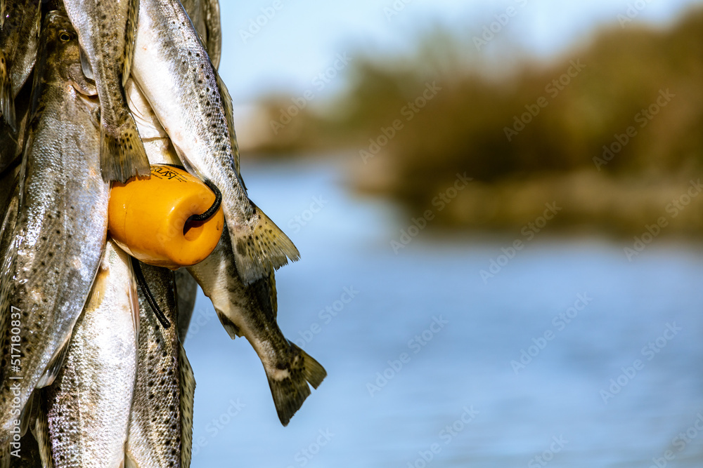 Fish Stringer by water at dock speckled sea trout Stock Photo | Adobe Stock