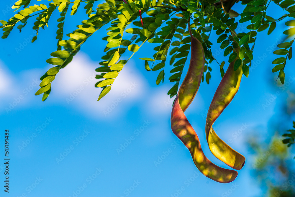 Ceratonia siliqua, commonly known as the carob tree or carob bush, St ...