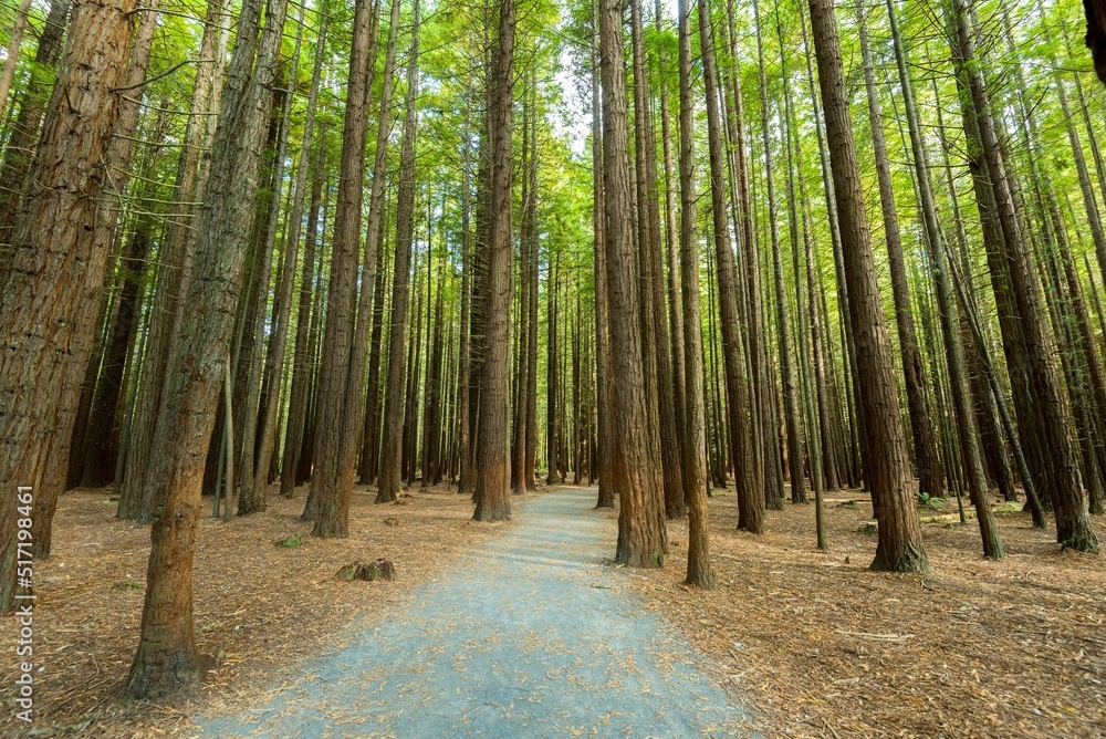 Beautiful landscape of tall tree in Redwood Park, Rotorua, North Island ...