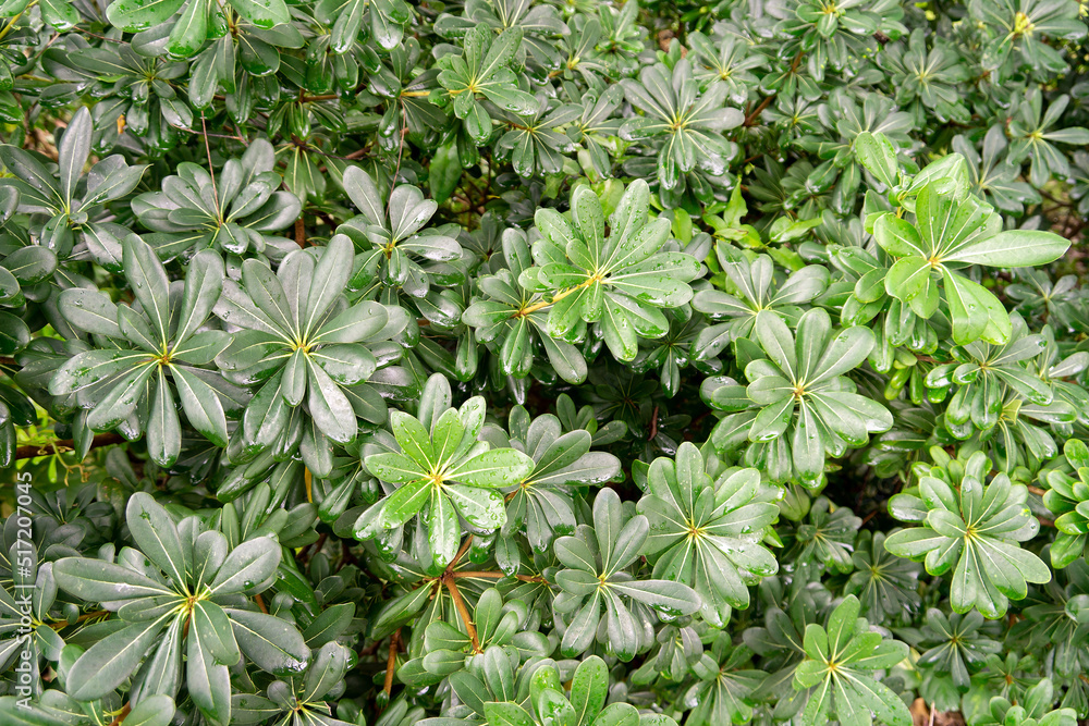 Evergreen hedge of Pittosporum tobira shrub. Tropical Pittosporum ...
