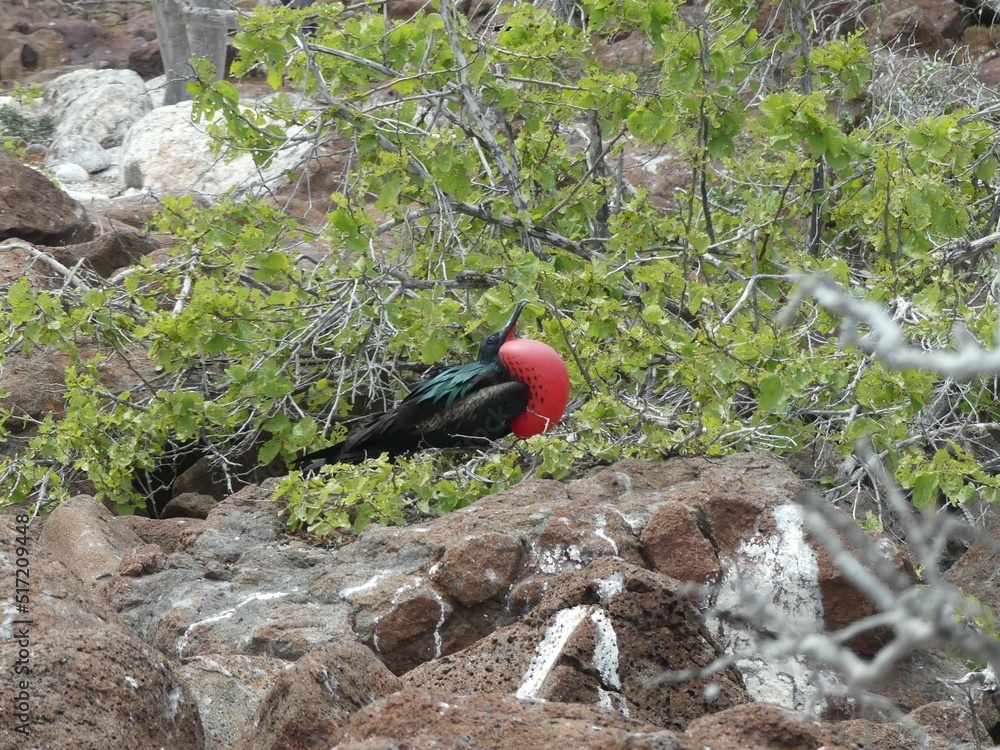 Adult frigate bird with iconic inflated red chest Stock Photo | Adobe Stock