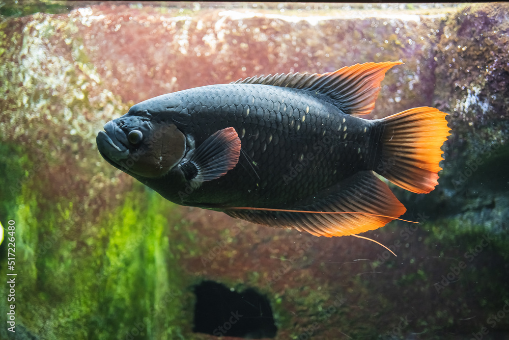 Red Tail Giant Gourami