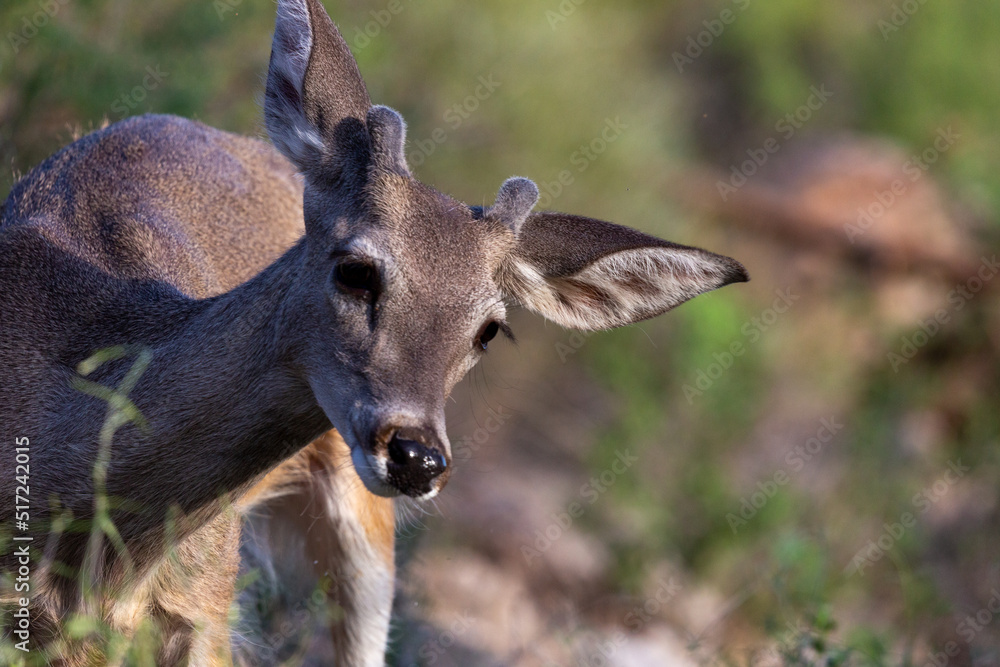 Male Coues whitetail deer, Odocoileus virginianus couesi, a young buck ...