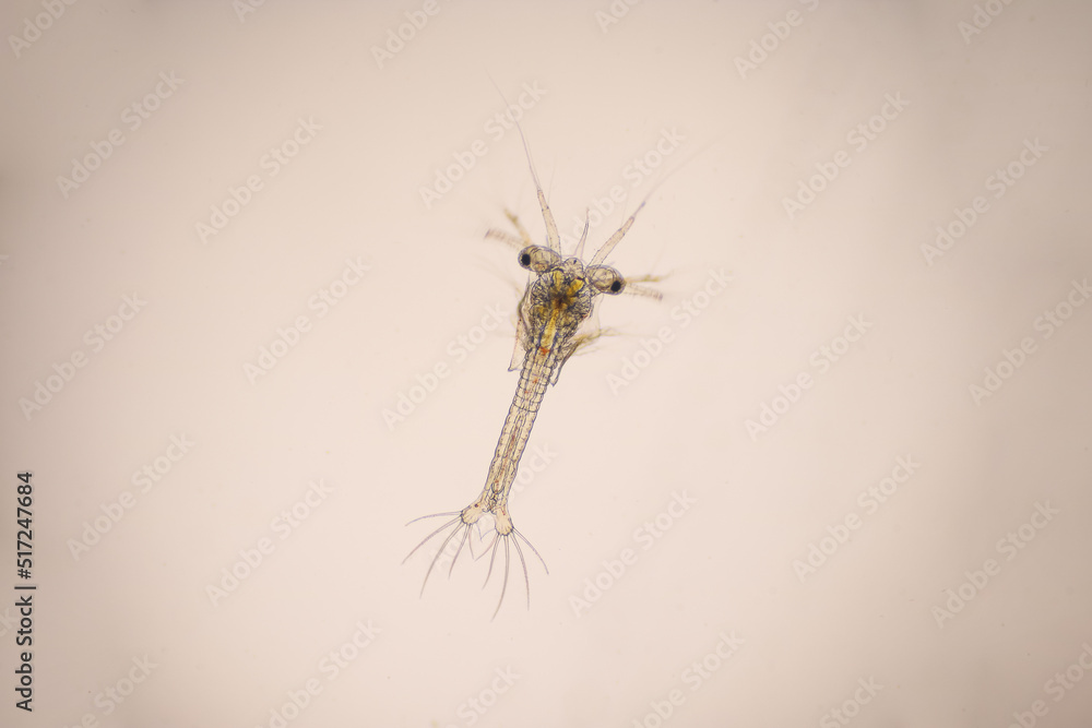 Shrimp, Zoea stage of Vannamei shrimp in light microscope, Shrimp ...