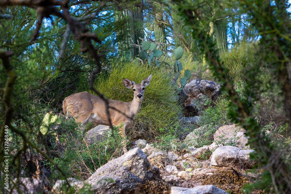 Male Coues whitetail deer, Odocoileus virginianus couesi, a young buck ...