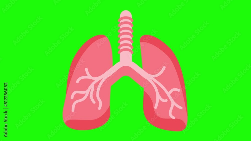 Anatomical Lungs icon animation on green background. Animated ...