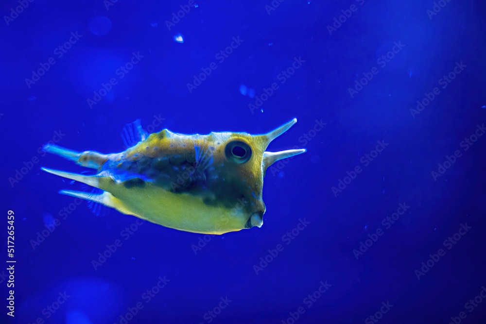 Long horn cow fish also called the horned boxfish, family ostraciidae ...