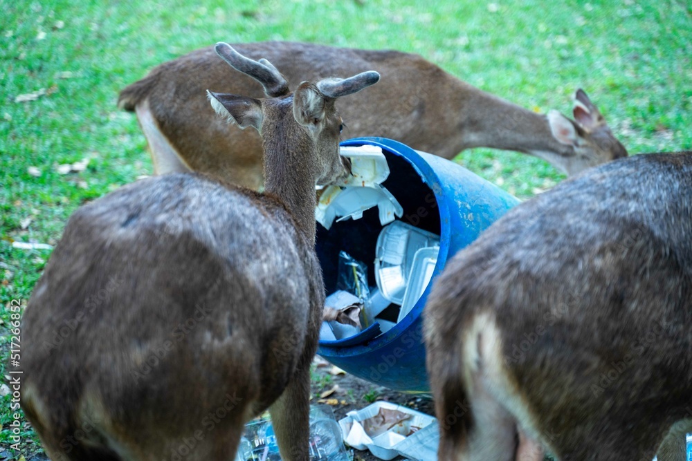 Wild deer eat plastic waste. Global clogging of the planet. Animals are ...