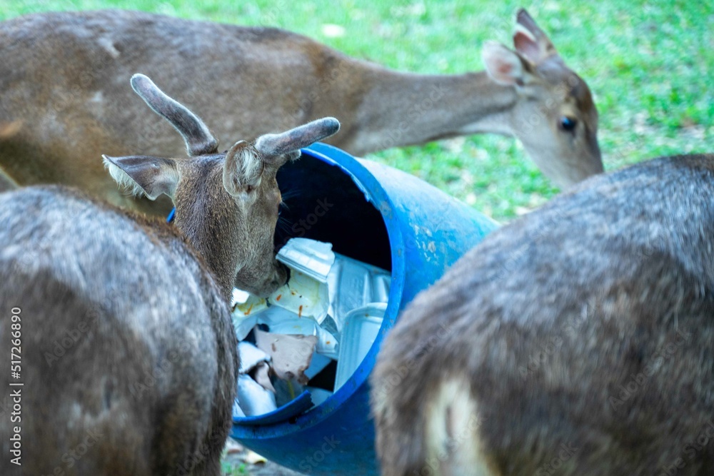 Wild deer eat plastic waste. Global clogging of the planet. Animals are ...