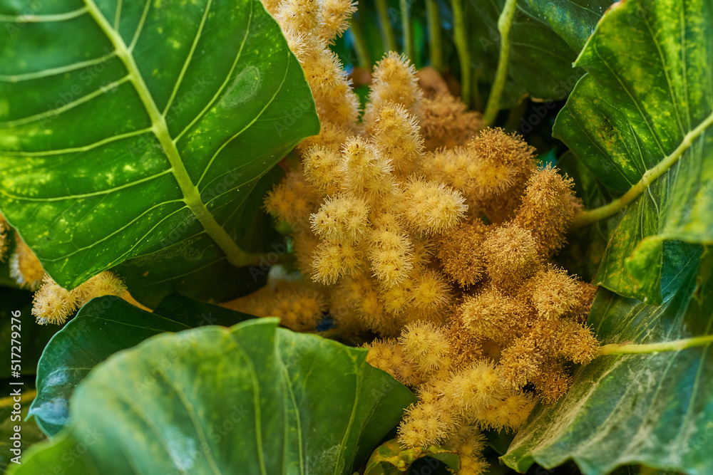 Golden chestnut tree with spiny fruit, Chinquapin plant. Vibrant leaves ...