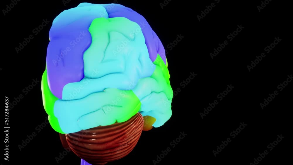 Vidéo Stock Human brain Anatomical Model 3D glossy brain on brain ...