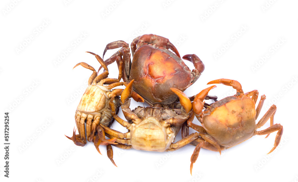 Boiled Thai crabs for cooking, isolated on white background. Concept : Weird food. Edible animal ...