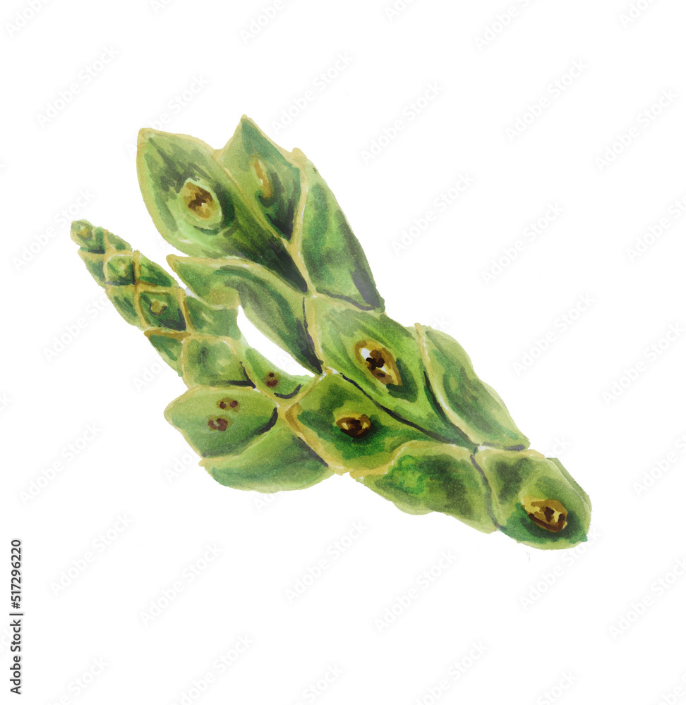 Branch of Thuja occidentalis . Macro illustration. Garden evergreen ...