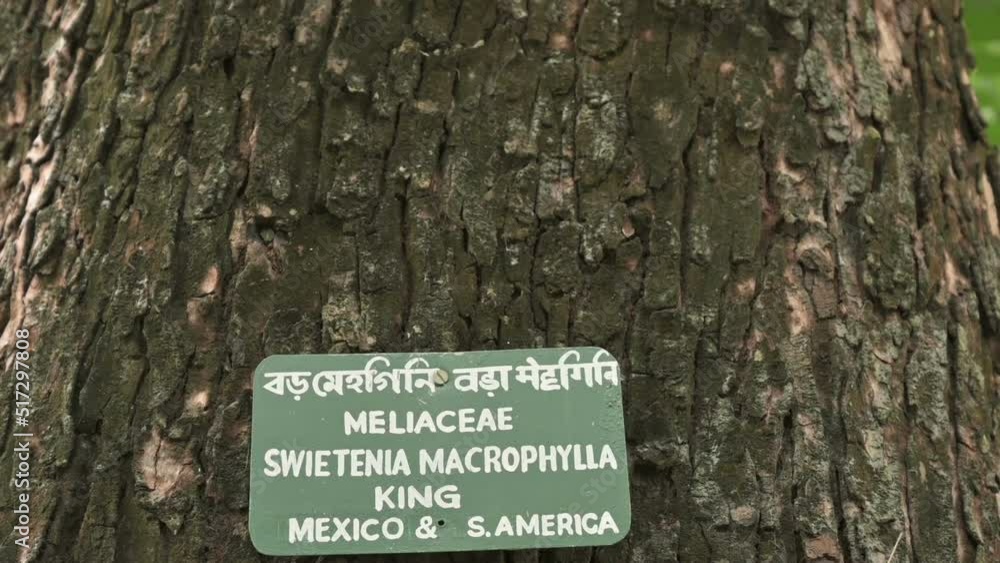 Meliaceae Swietenia Macrophylla King Tree, Big Mehagoni tree, Swietenia ...