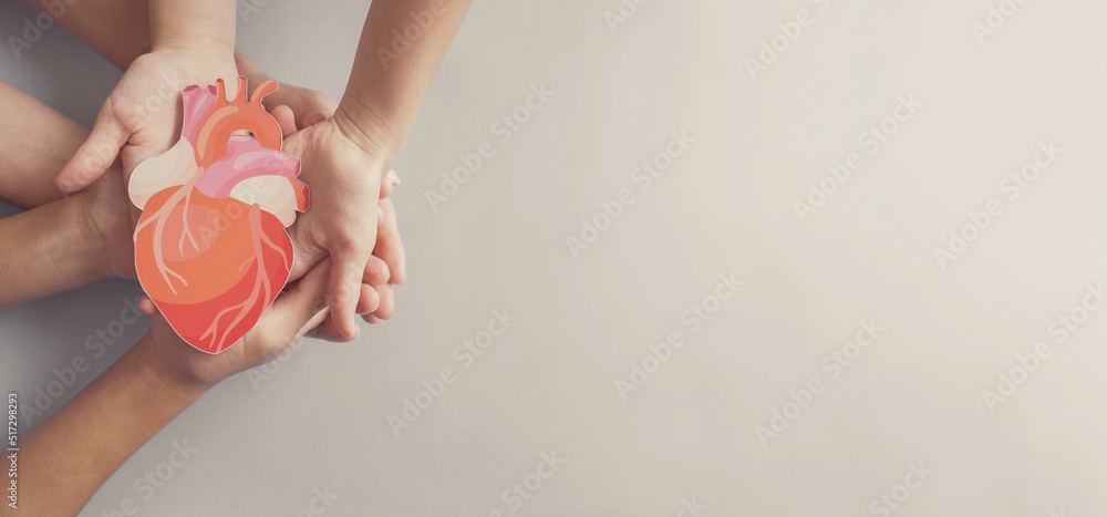 Hands holding heart anatomy, organ donor, cardiac heart cancer, health ...