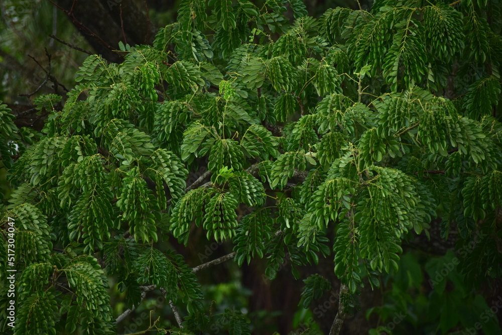 Green Indian Siris tree Stock Photo | Adobe Stock