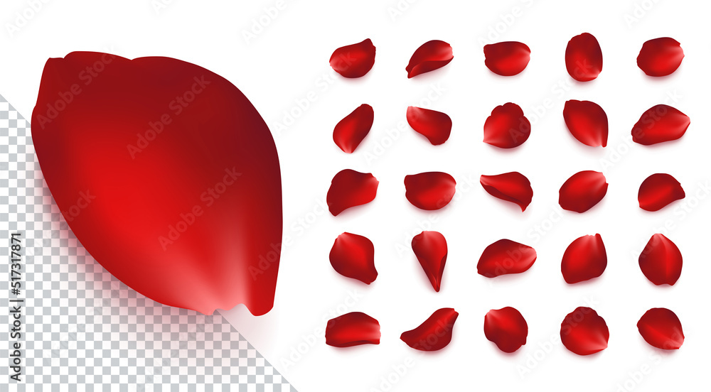 Set of vector realistic rose petals of different shapes with shadow ...