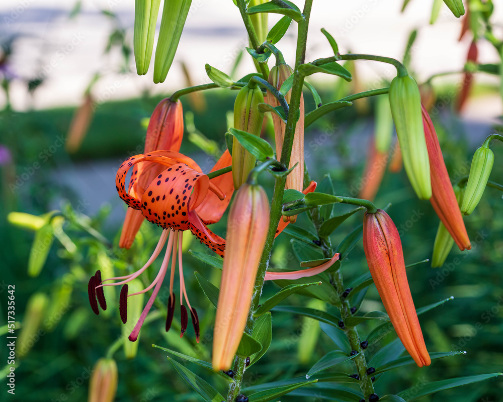 the multiple phases of tiger lilies in the front garden Stock Photo ...
