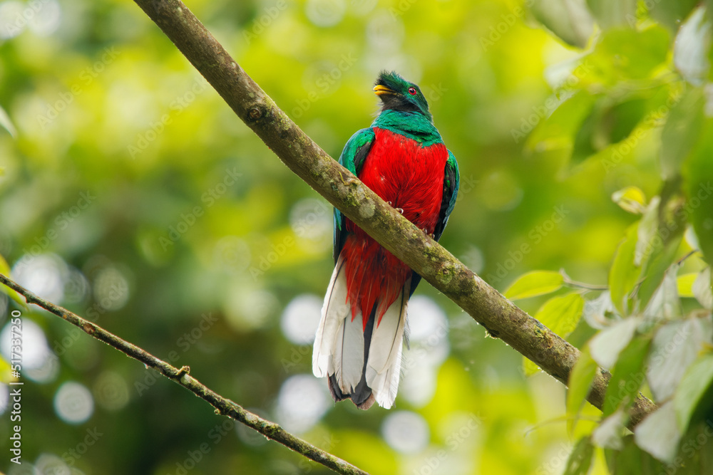 Crested Quetzal - Pharomachrus antisianus green and red bird native to ...