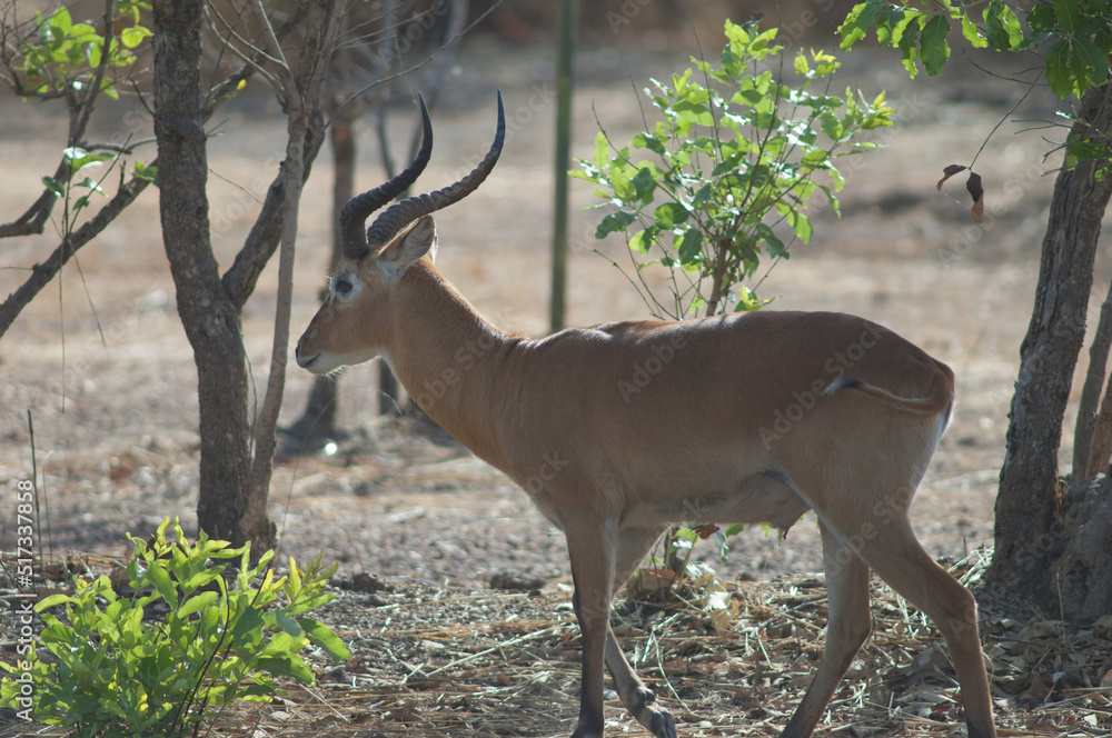 Male Buffon's kob Kobus kob kob. Niokolo Koba National Park ...
