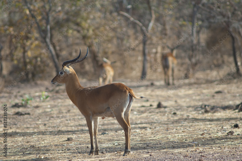Foto de Male Buffon's kob Kobus kob kob. Niokolo Koba National Park. Tambacounda. Senegal. do ...