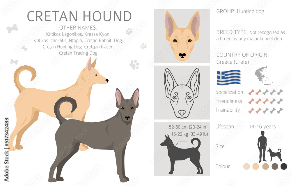 Is The Cretan Hound A Good Breed Of Dog