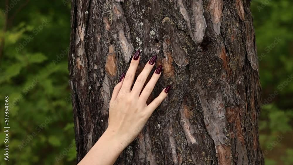 A woman's hand touches and strokes the bark of a pine tree in the ...