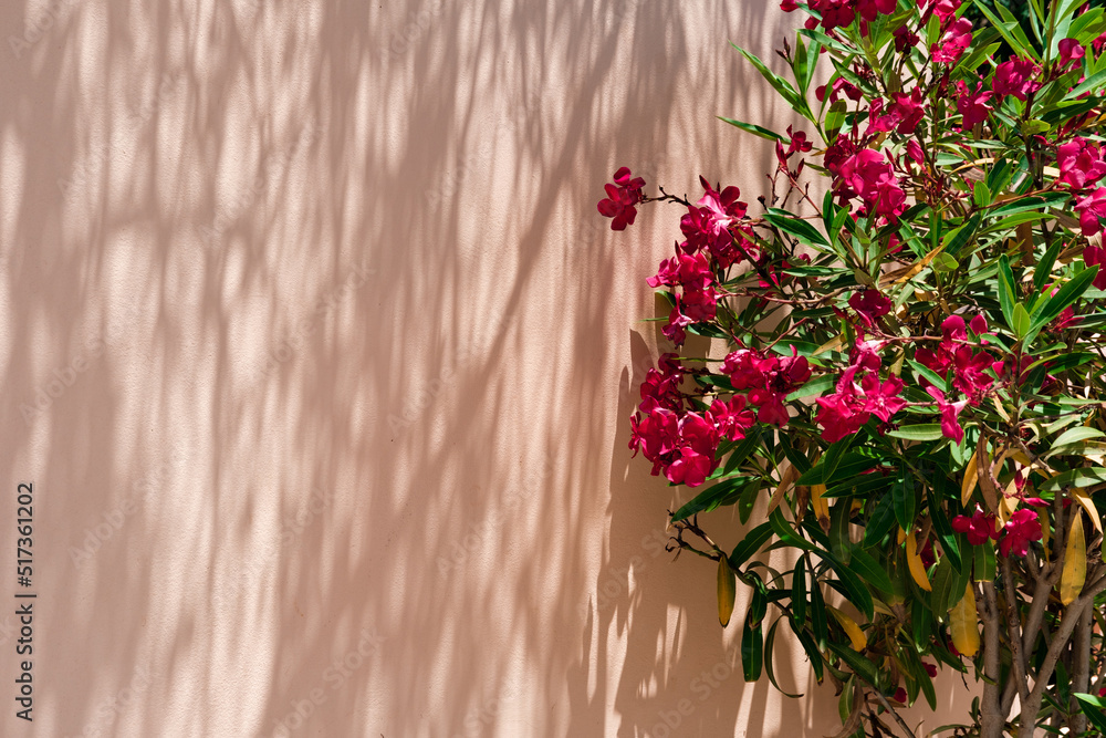 oleander nerium flowering in bloom at the painted wall in summer house ...