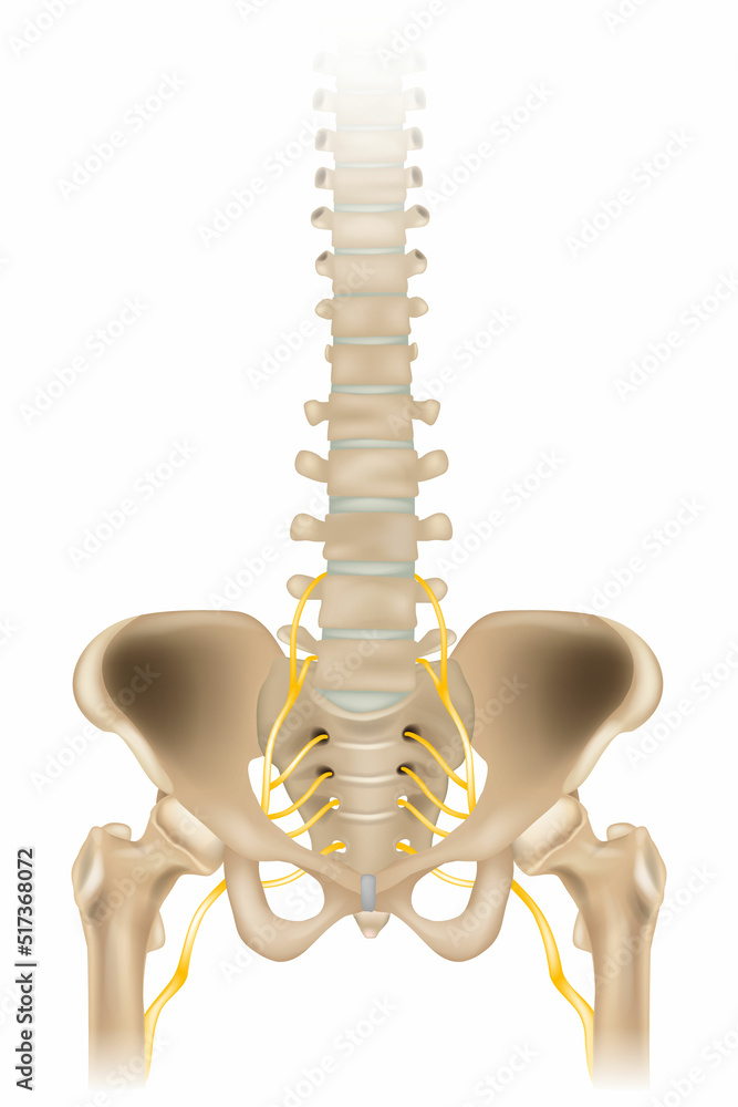Sciatic Nerve or ischiadic nerve. Medical illustration of the human ...