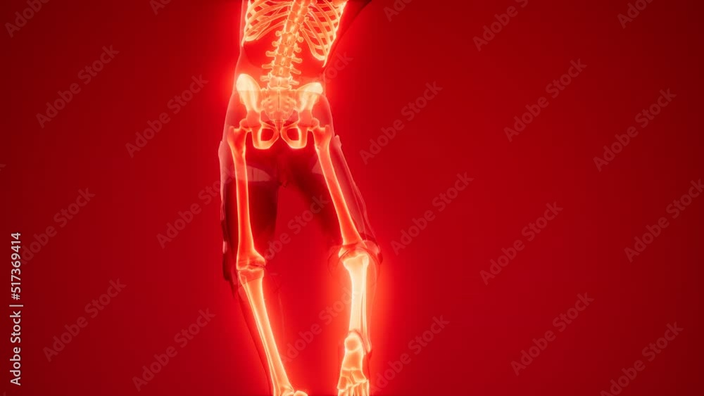 human skeleton radiography medical scan Stock Video | Adobe Stock