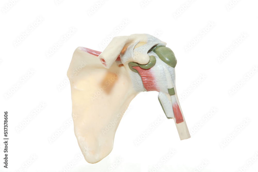 anatomical components of the human scapula Stock Photo | Adobe Stock