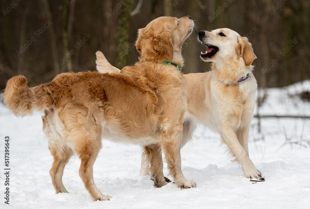 Two golden retriever dogs playing outdoor with winter nature background ...