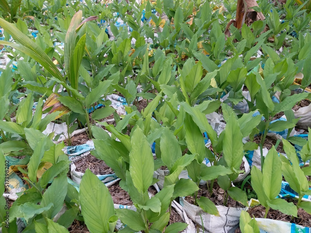 Two month ago Turmeric plants with Green Background in Sri Lankan Farm ...