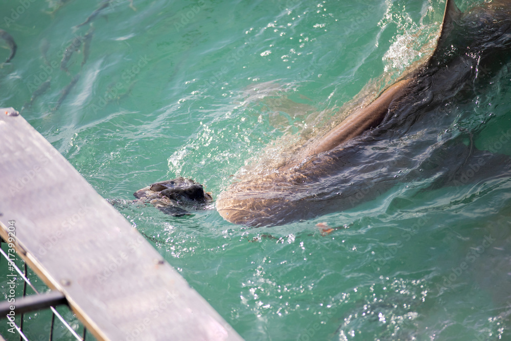 Bronze shark approaching the submerged cage of a shark watching boat in ...