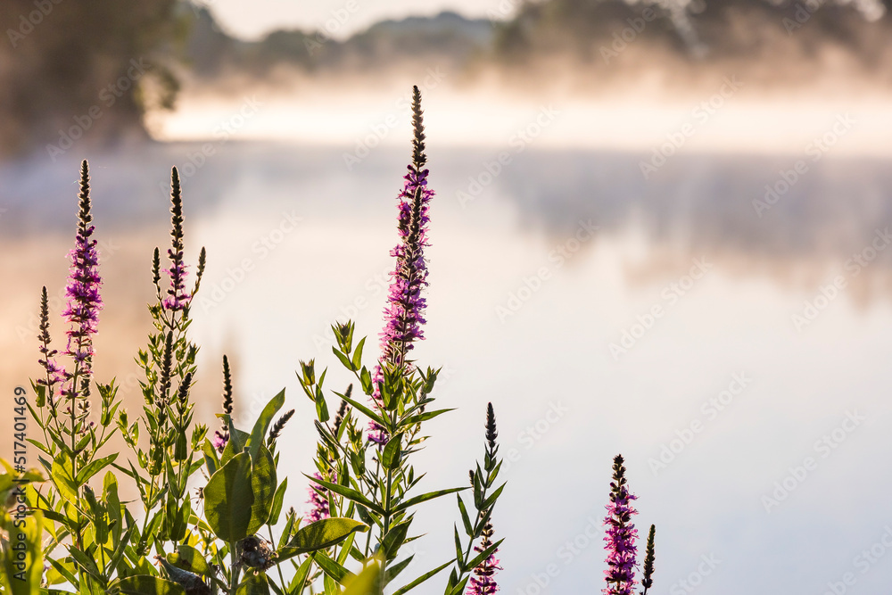Blooming purple loosestrife, an invasive plant, along a misty lake in ...