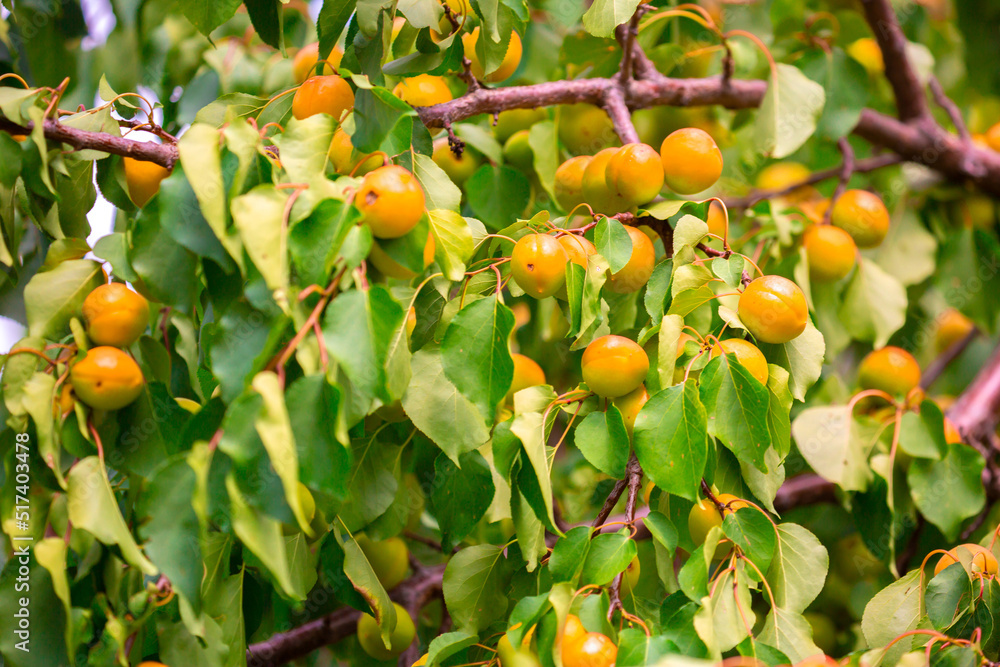 Harvest of apricots on a plantation in the garden. Fruit trees with ...