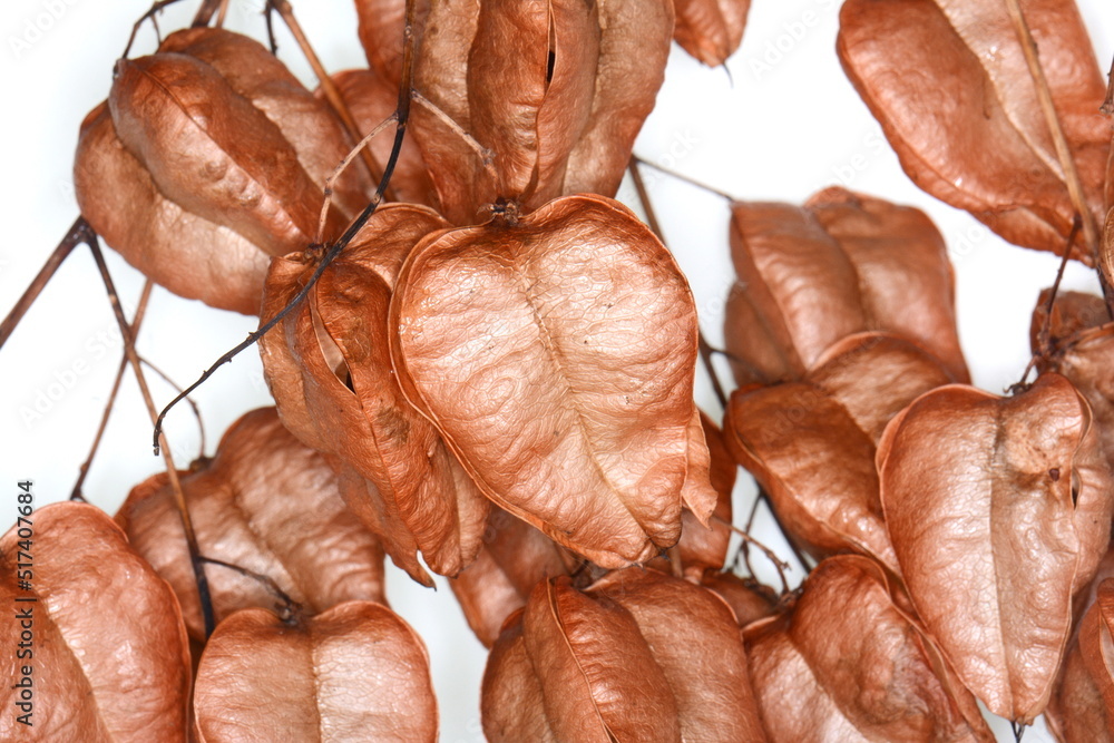 Golden rain tree fruit, pride of India, China tree and varnish tree ...