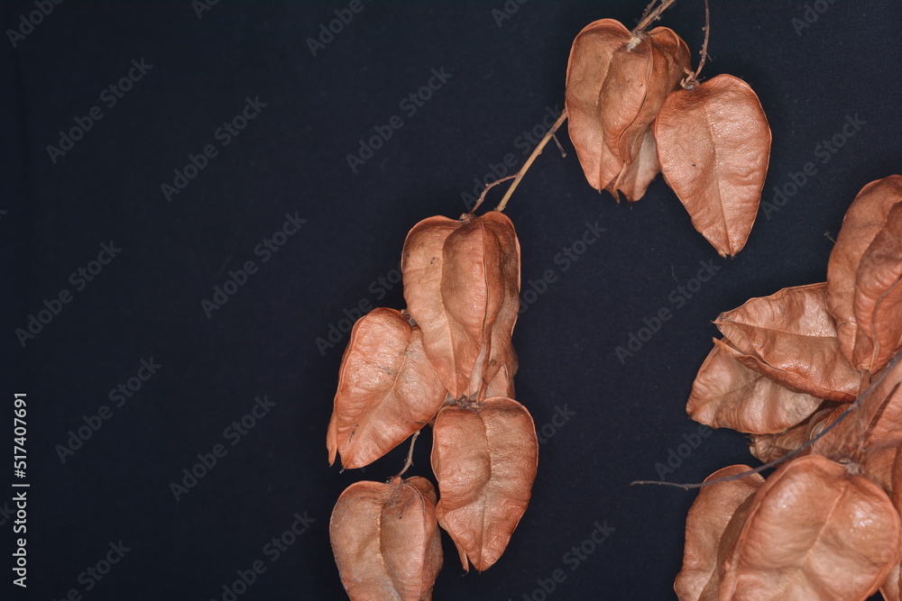 Golden rain tree fruit, pride of India, China tree and varnish tree ...