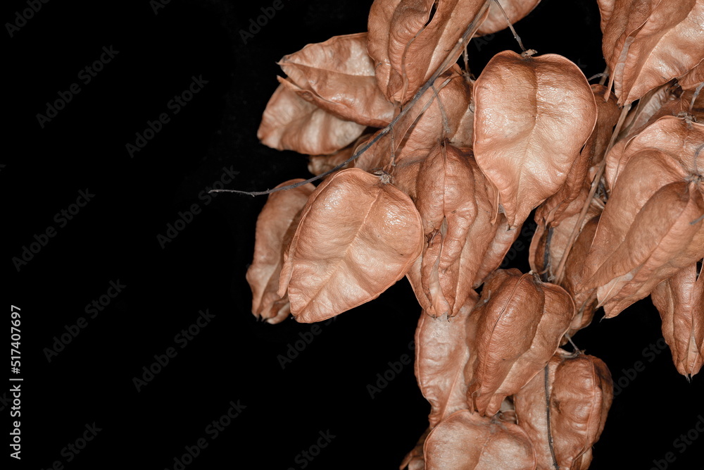 Golden rain tree fruit, pride of India, China tree and varnish tree ...