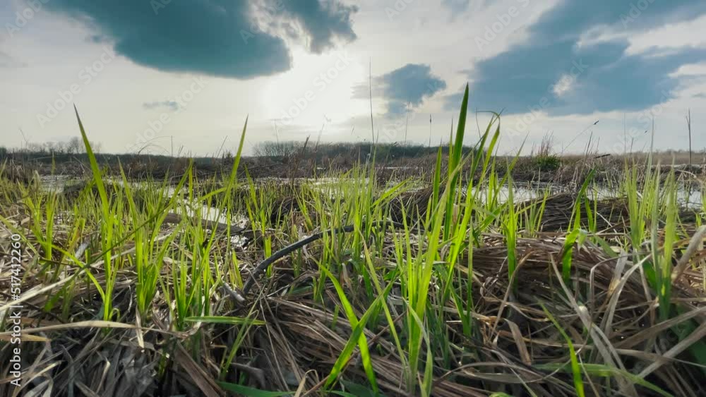 swamp pond in the park. green grass a flooded wetland landscape ...