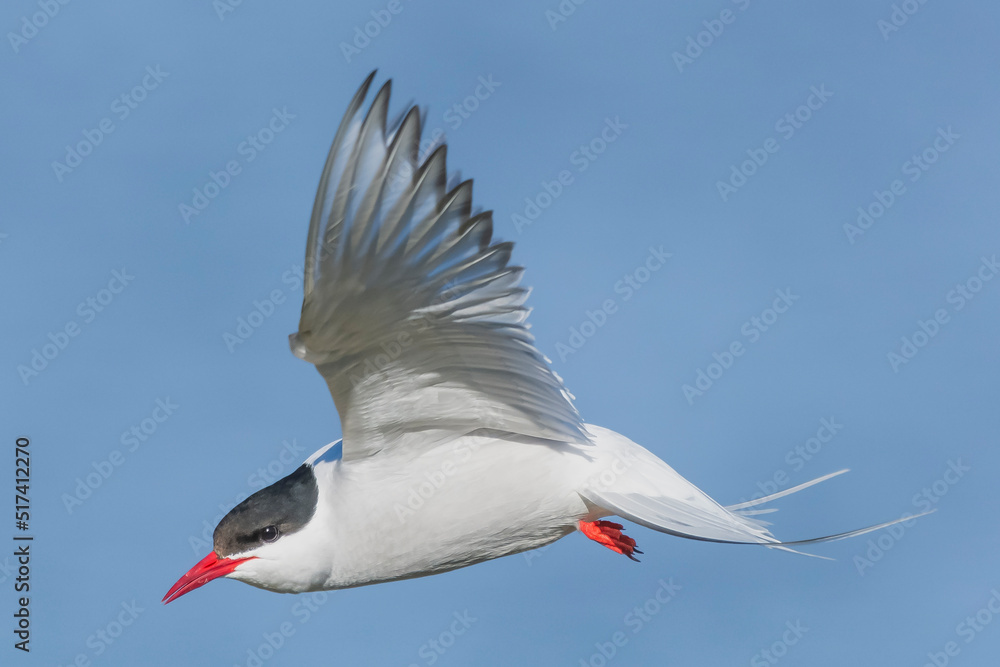 Arctic tern - Sterna paradisaea - with spread wings in flight on blue ...