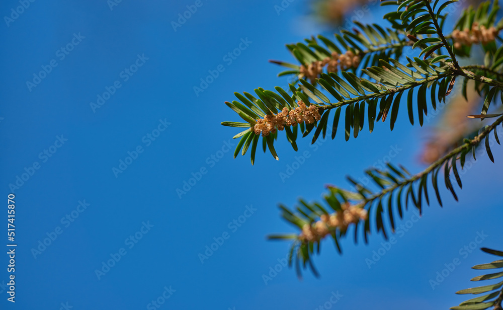 Taxus baccata or european yew with dark green foliage and male flowers ...