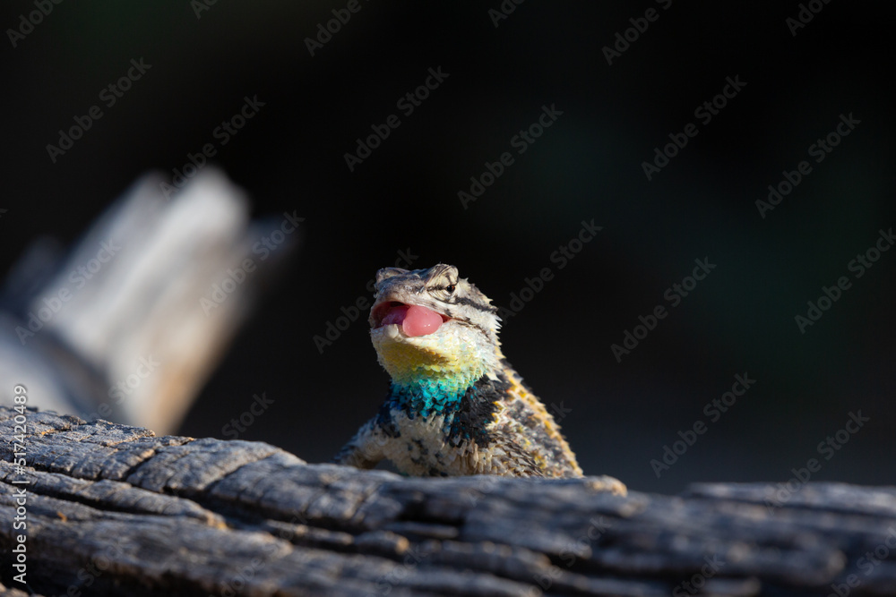 An adult male desert spiny lizard, Sceloporus magister, on a dead log ...