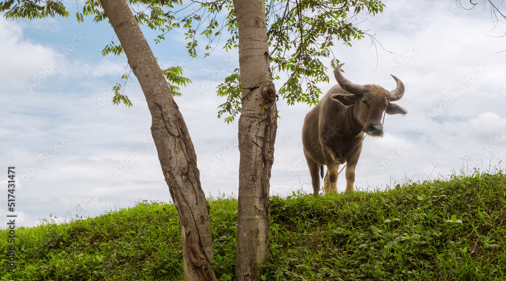 Carabao is a domestic swamp-type water buffalo native to the ...