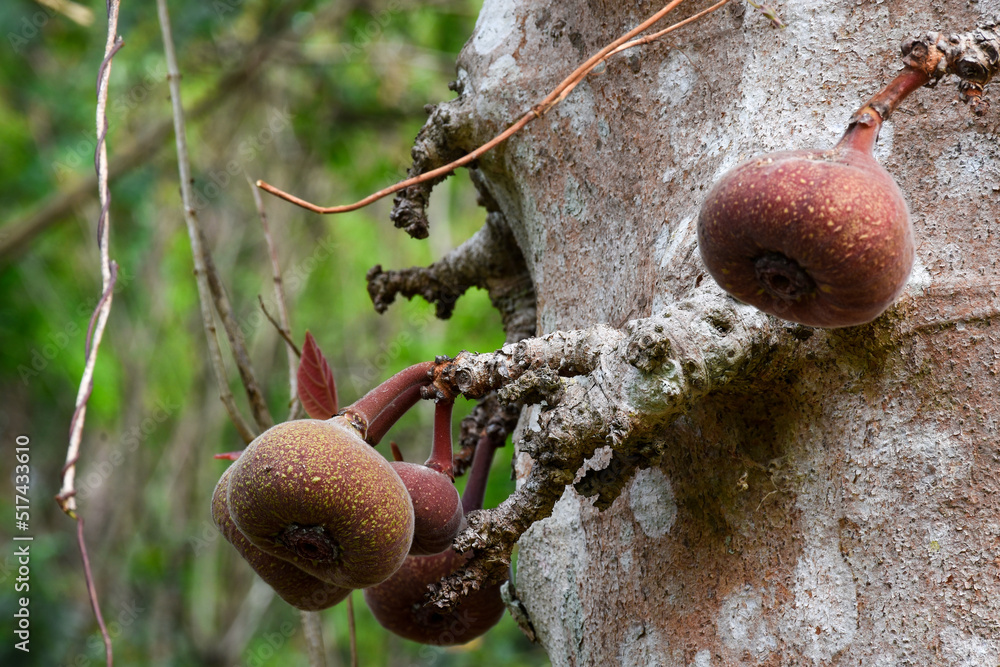 Ficus auriculata (Roxburgh fig) is a type of fig tree. Stock Photo ...