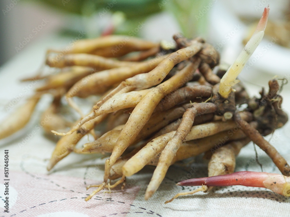 Krachai, Boesenbergia rotunda fingerroot, lesser galangal or Chinese ...