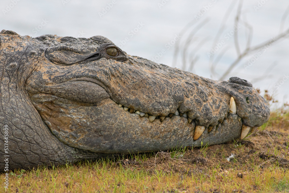 Close up of a crocodile; crocodile jaws; Mugger Crocodile; Crocodile ...